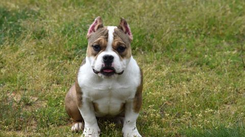 The Tri-Color Bully Looks Great, Truly