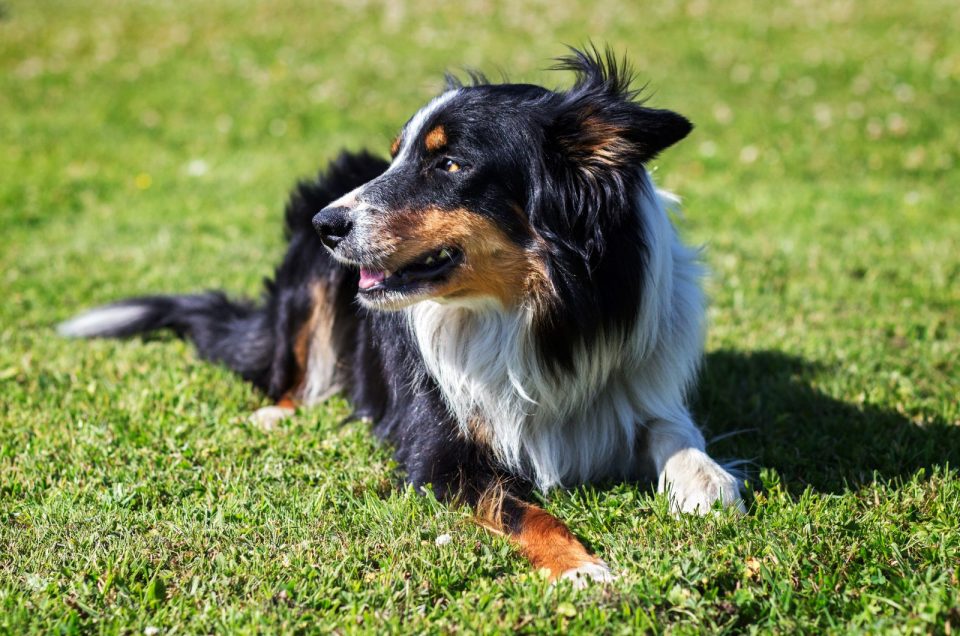 Tri Color Border Collies And More: The Colors Of The Collie