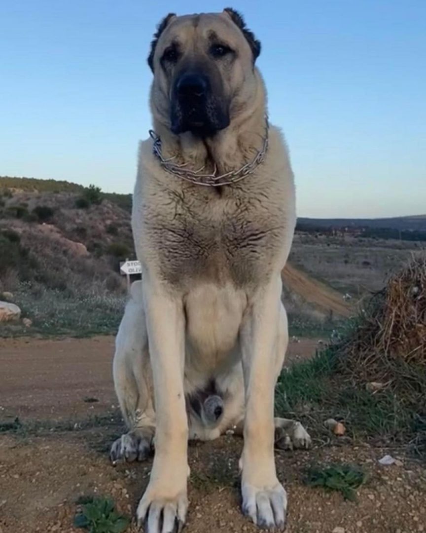 29 Best Mastiff Breeds That Can Be Good Family Pets