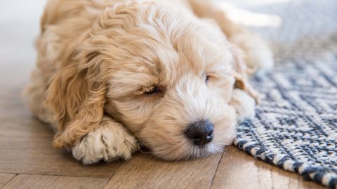 What Impacts The Labradoodle Growth Chart?