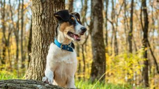 What Is A Hanging Tree Dog And Should You Get One Yourself?