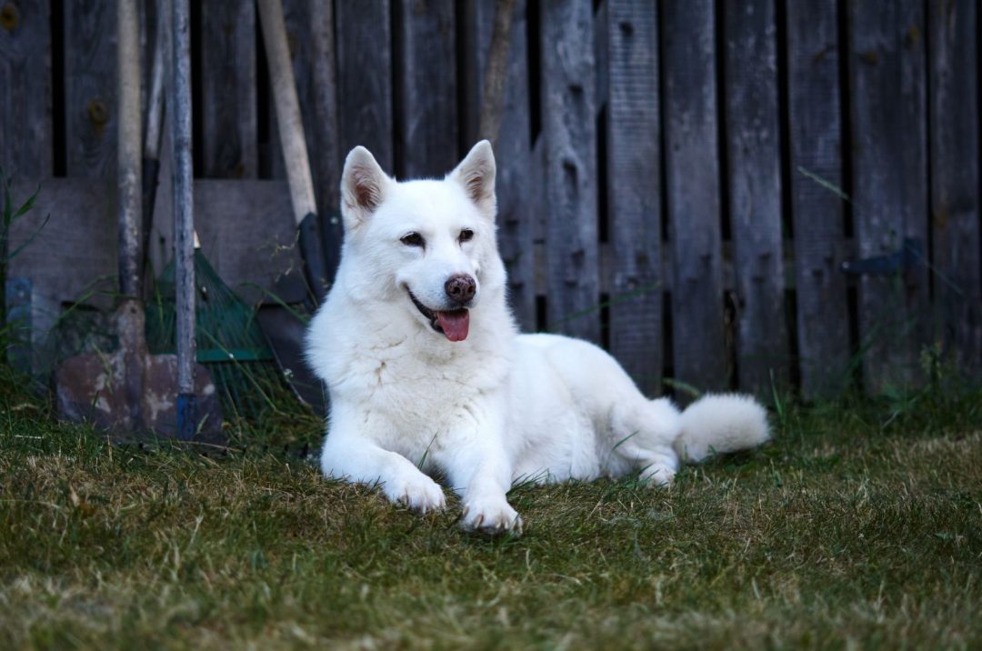 25 Different Types Of Huskies That Will Blow You Away