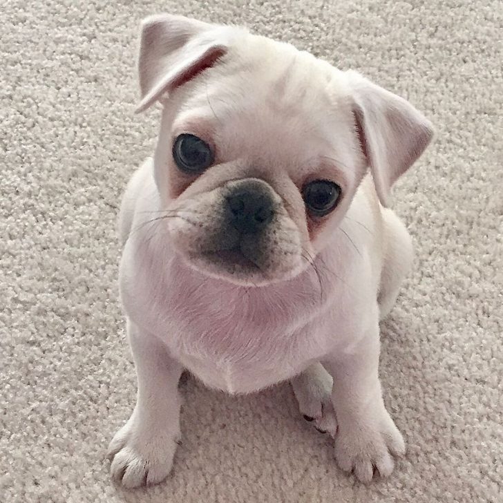 What Is A White Pug And Should You Get One Yourself?