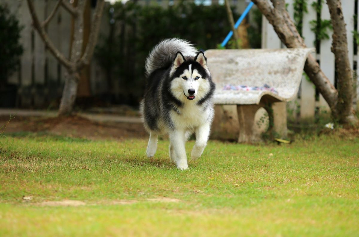25 Different Types Of Huskies That Will Blow You Away