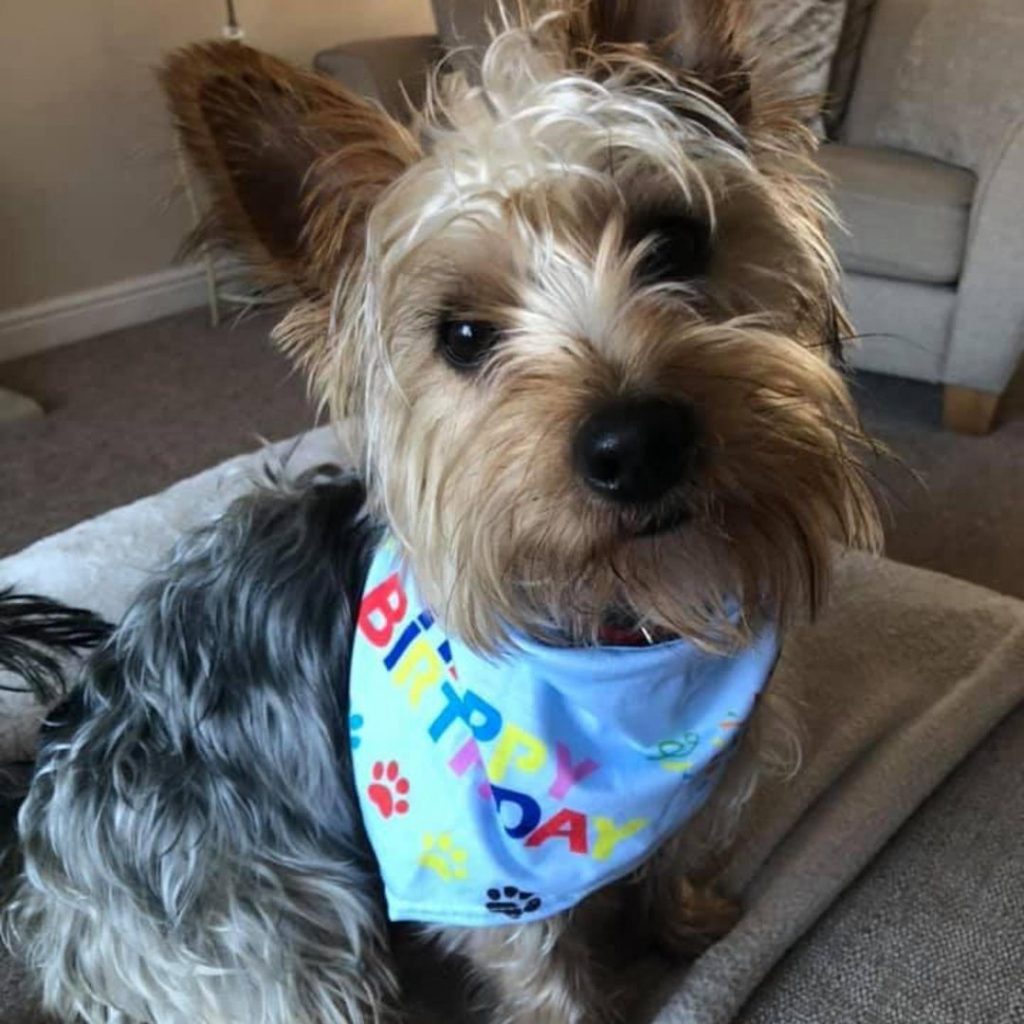 This Jack Russell Yorkie Mix Is The Hybrid You Need