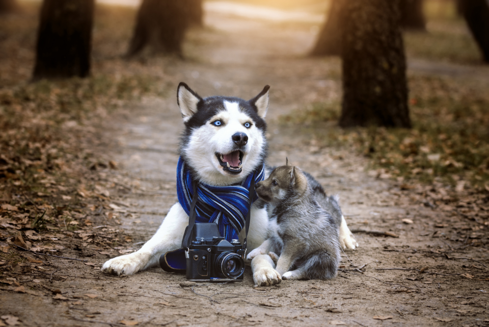 Top 5 Agouti Husky Breeders In U.S.