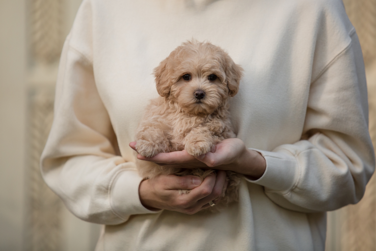 7 Best Maltipoo Breeders In Toronto, Canada