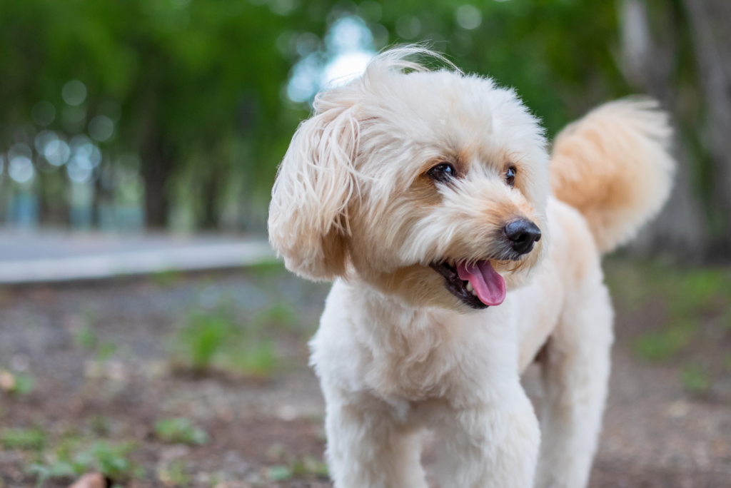 7 Poodle Breeders In Michigan - Only The Best For You