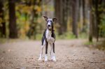 Whippet Growth Chart — Is My Whippet Normal?