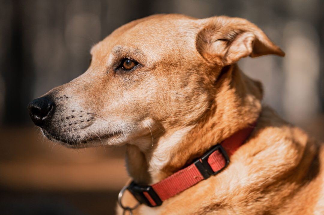 19 Dog Breeds With Rose Ears - A Rose For Everyone’s Garden