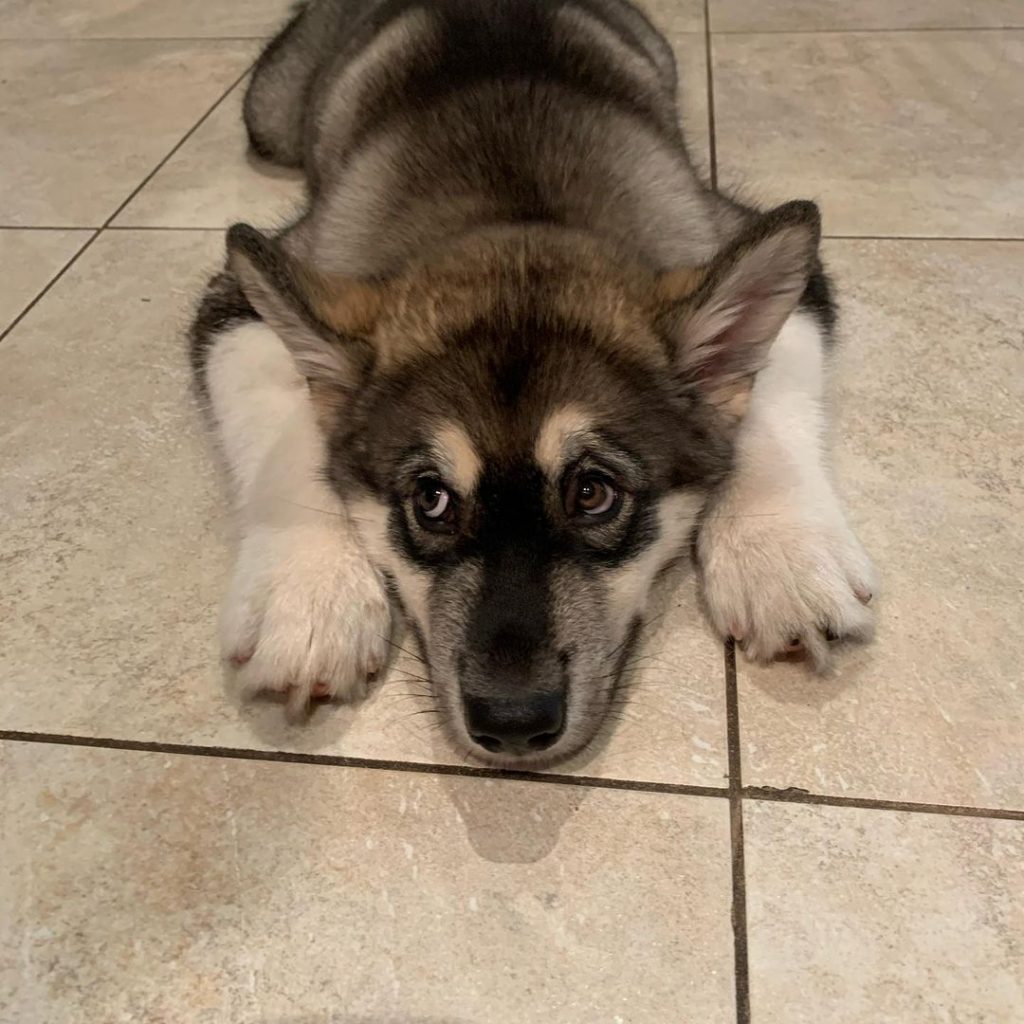 9 Alaskan Malamute Colors That Will Take Your Breath Away