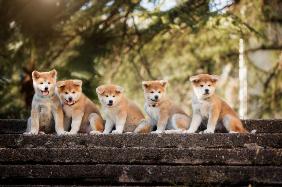 Akita Growth Chart 101: What To Expect?
