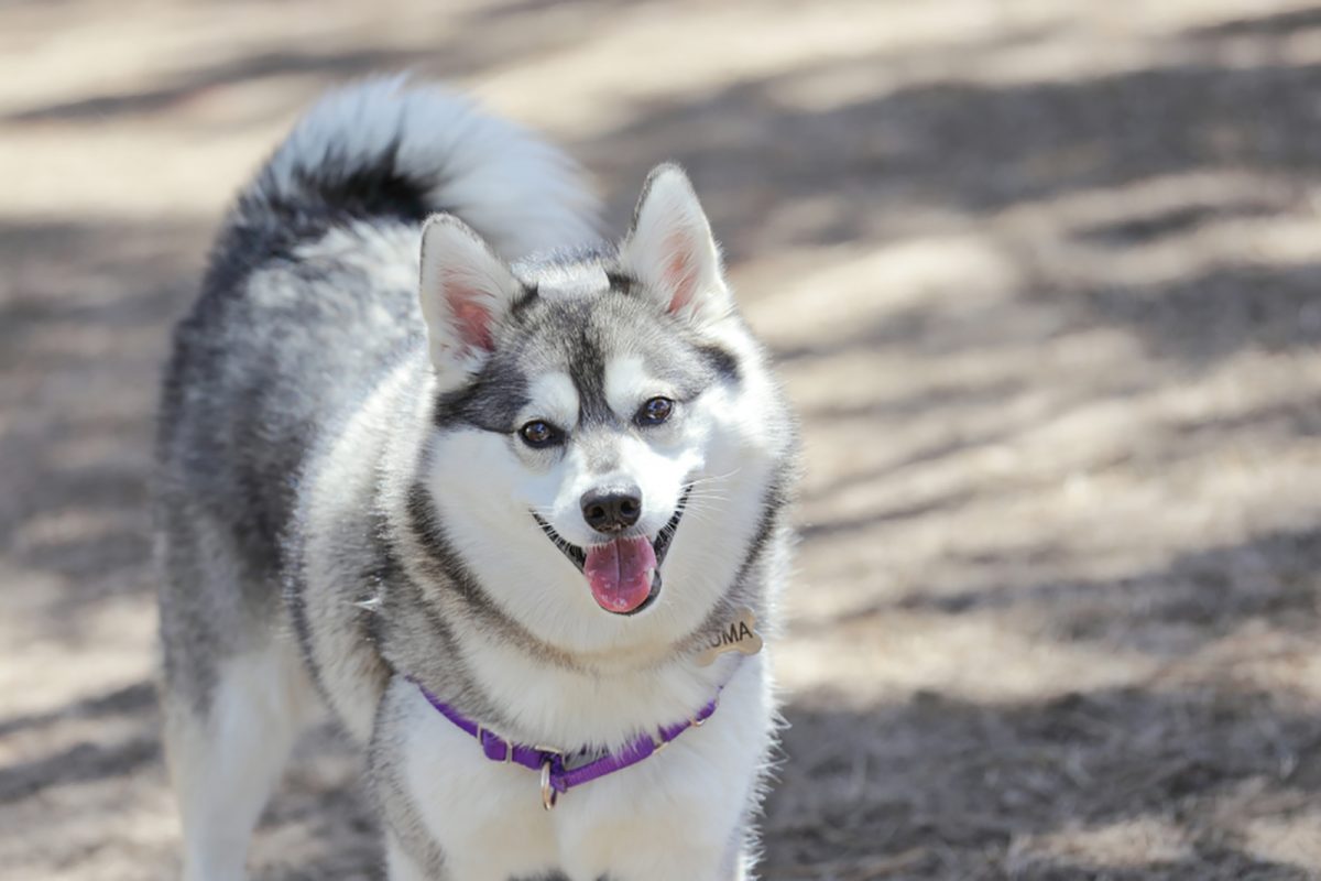 22 Spectacular Dogs That Look Like Huskies