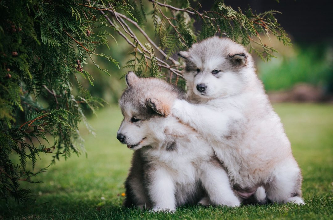 9 Alaskan Malamute Colors That Will Take Your Breath Away