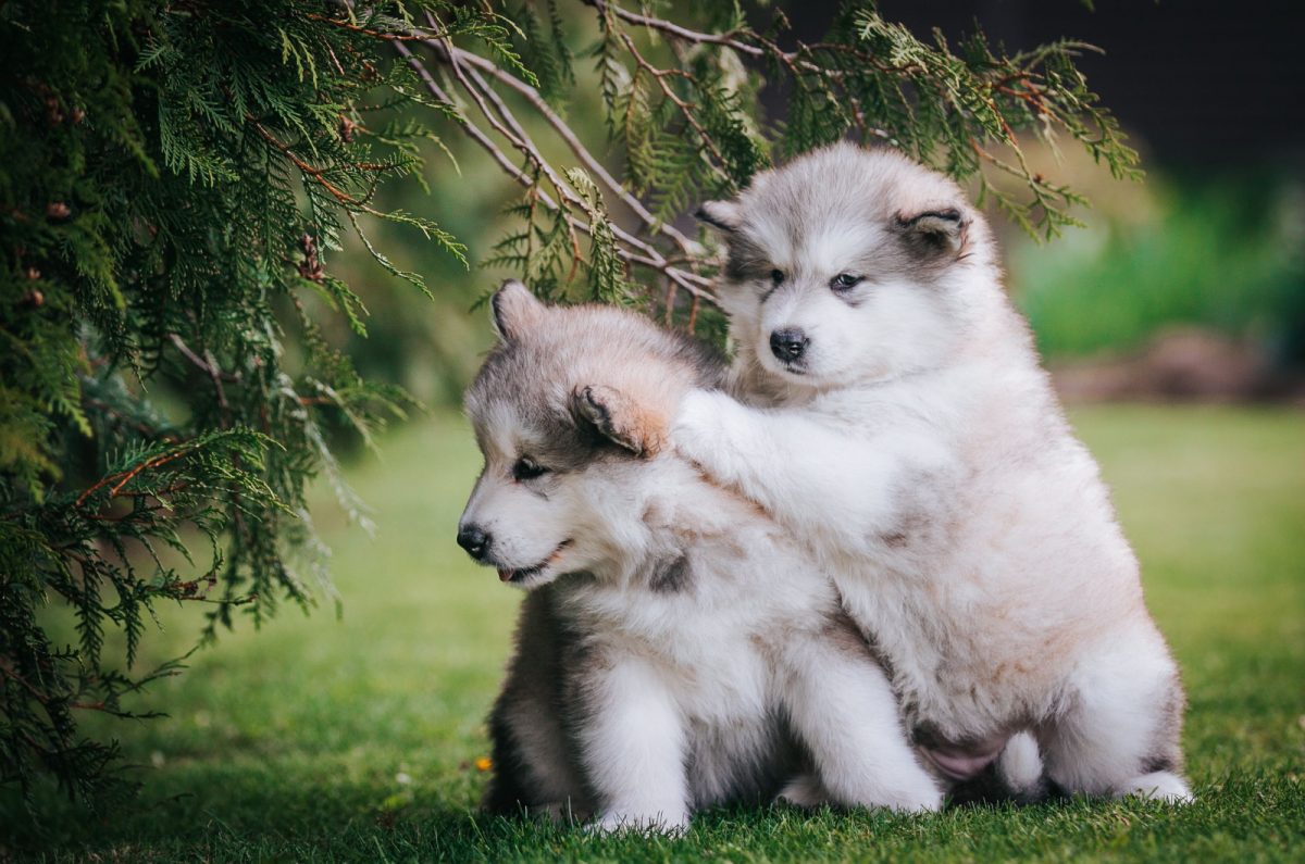 9 Alaskan Malamute Colors That Will Take Your Breath Away