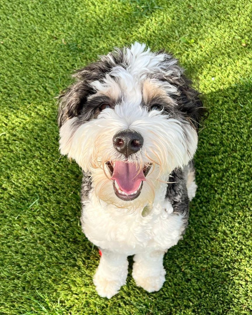 The Swiss Doodle: One Of The Cutest Doodles Around