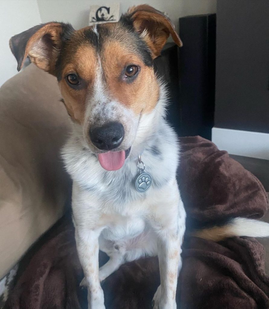 40 Rat Terrier Mixes You Never Thought Were Real