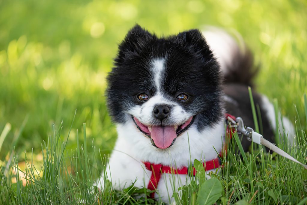 15 Dogs That Look Like Pandas: Find Your Panda Puppy