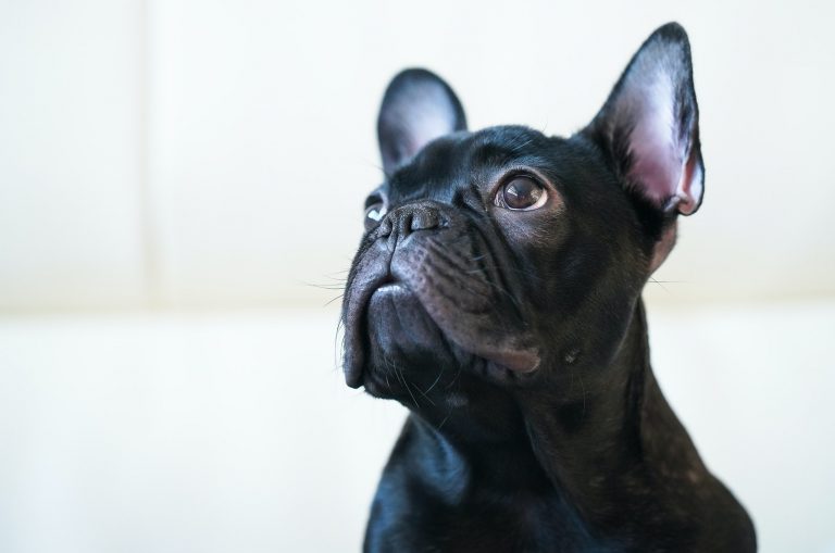 19 Dog Breeds With Rose Ears - A Rose For Everyone’s Garden