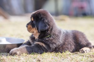 Tibetan Mastiff Growth Chart Shows The Size Of Fluffy Giants