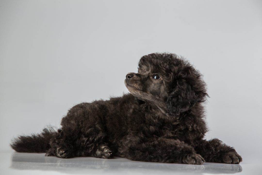 17 Poodle Breeders In California - Best Golden State Breeders
