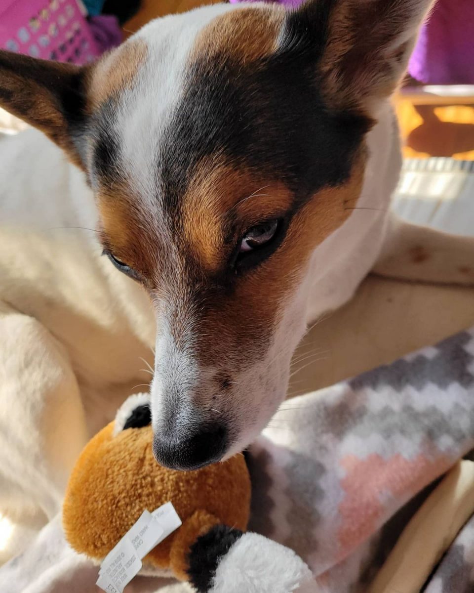 40 Rat Terrier Mixes You Never Thought Were Real