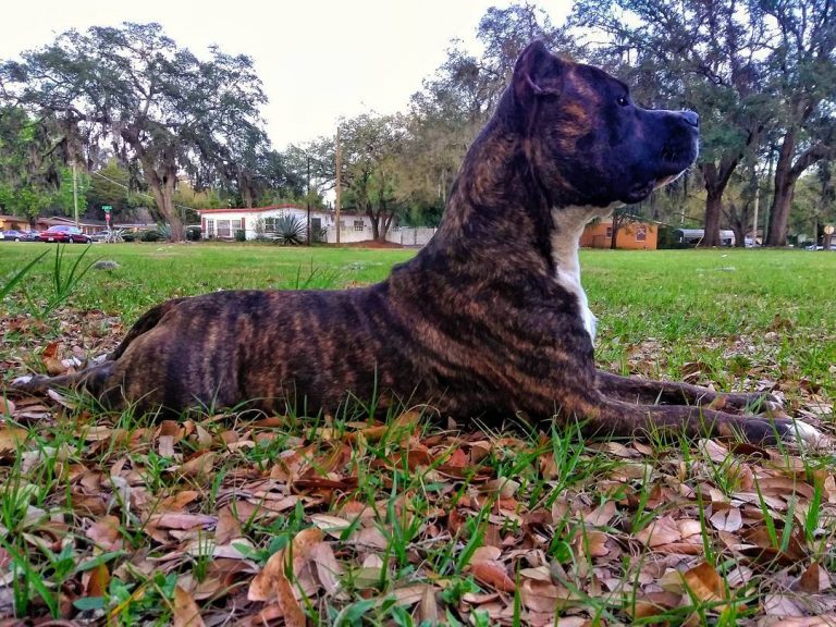 10 Boerboel Mixes That Will Surprise You