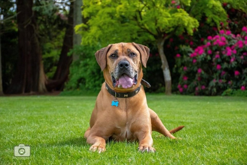 10 Boerboel Mixes That Will Surprise You