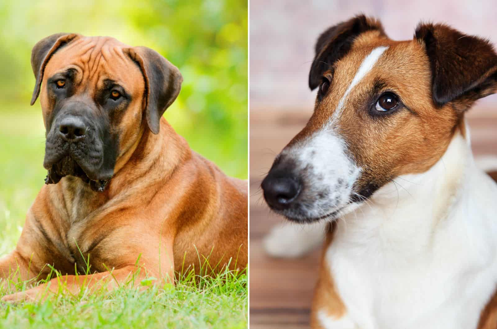 10 Boerboelmixen die je zullen verrassen - hond-event.nl