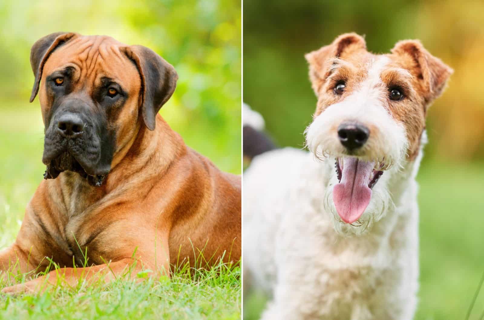 10 Boerboel Mixes That Will Surprise You