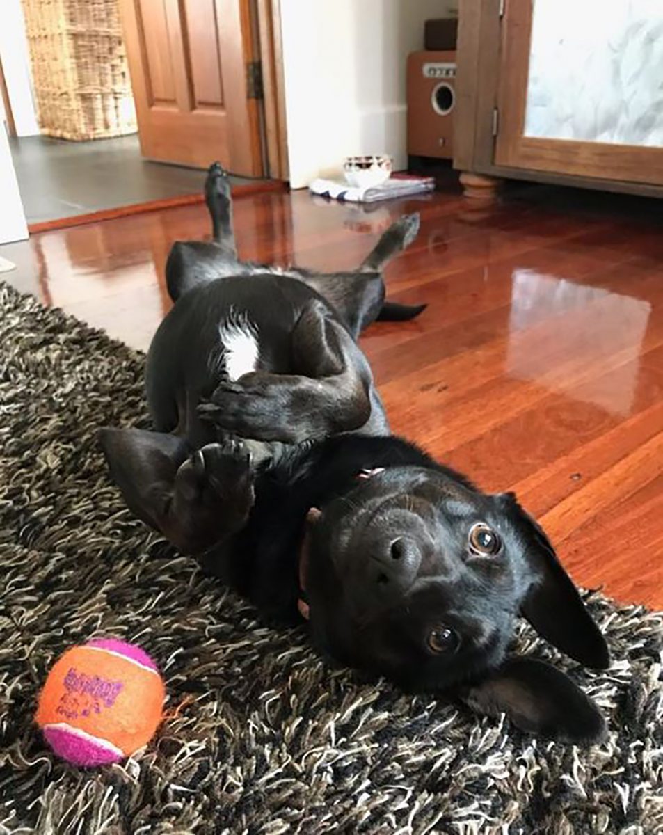 The Border Collie Dachshund Mix — Who’s The Smartest Hot Dog?