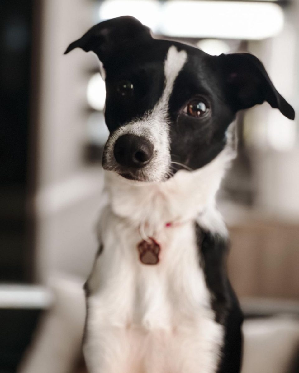 40 Rat Terrier Mixes You Never Thought Were Real