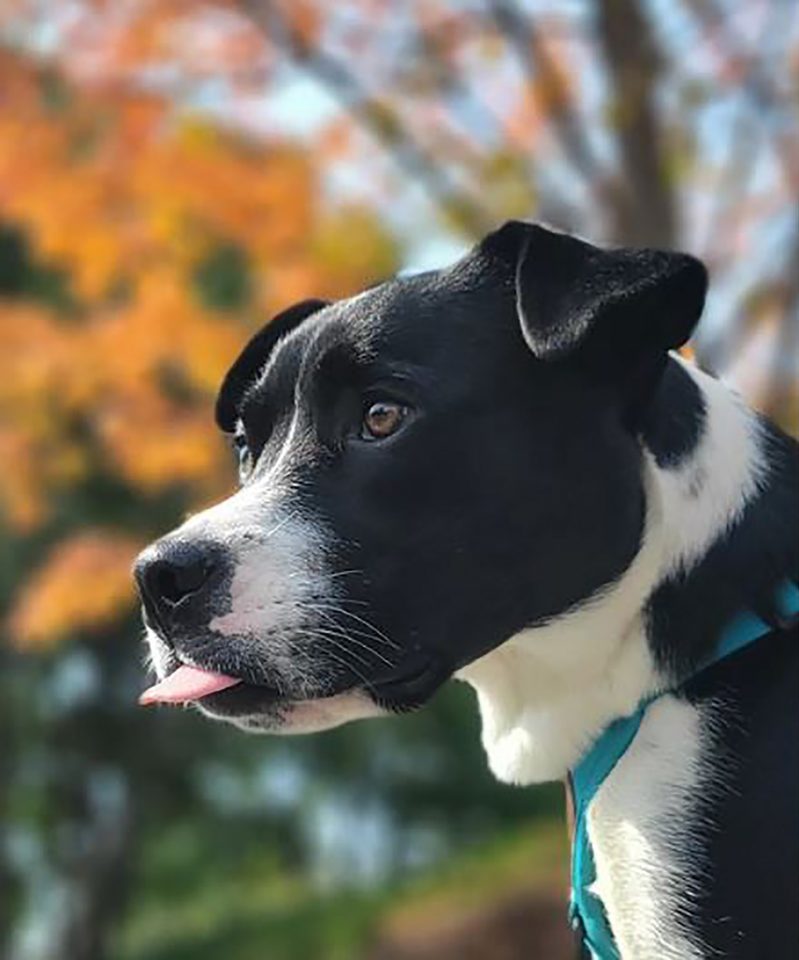 What Makes The Boston Terrier Pitbull Mix So Special?