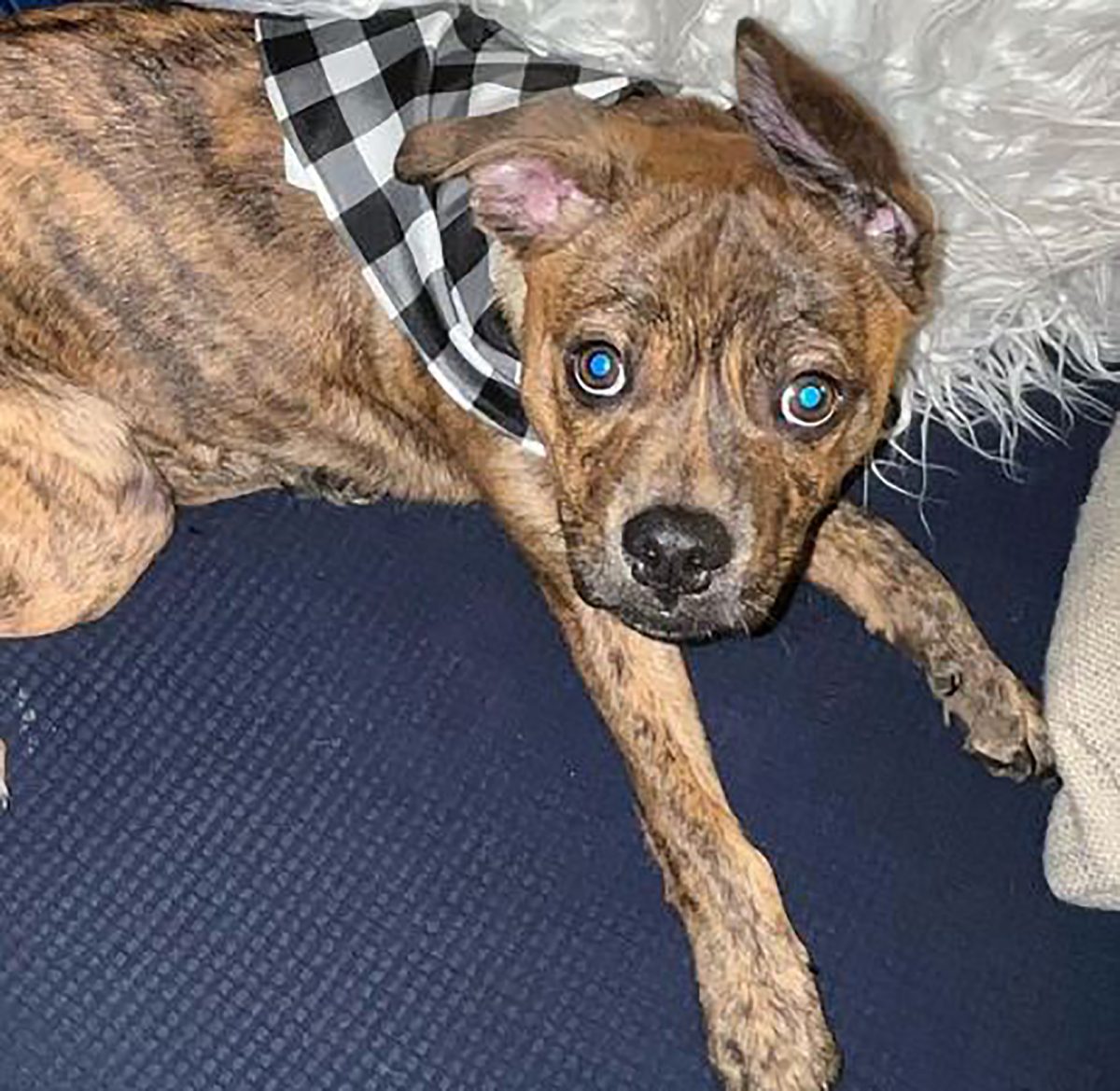 What Makes The Boston Terrier Pitbull Mix So Special?