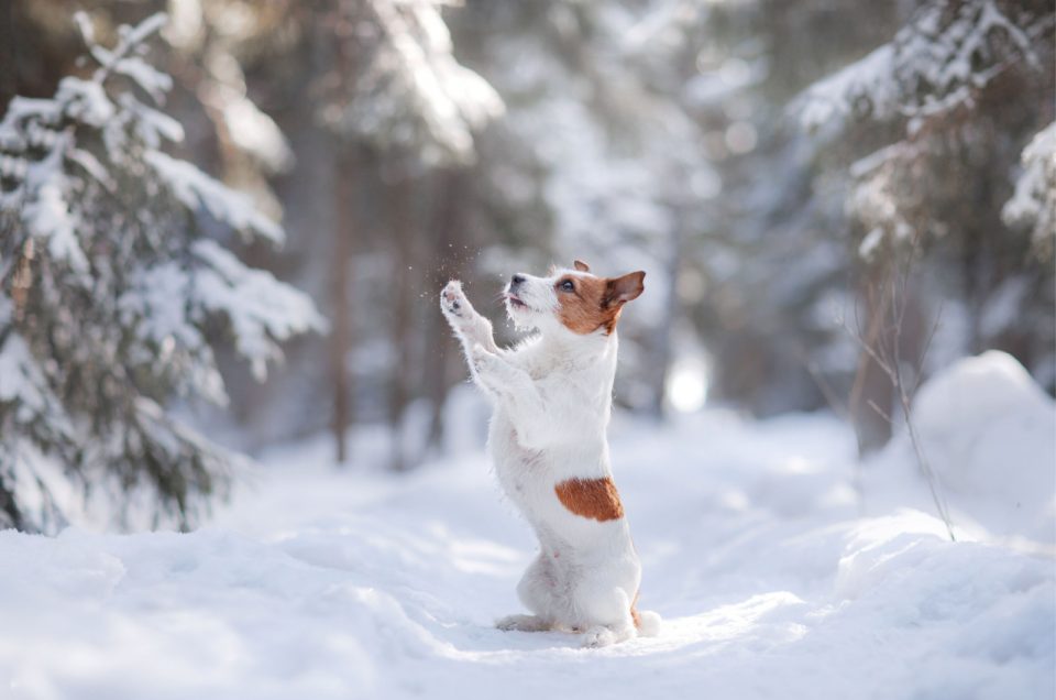 12 Jack Russell Terrier Colors And Patterns For Everyone