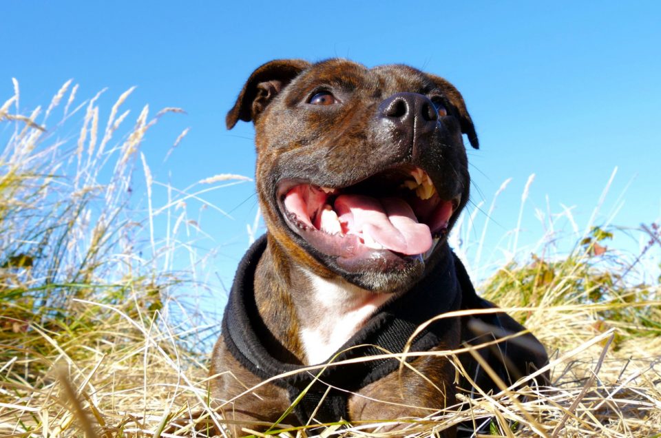 19 Fascinating Staffordshire Bull Terrier Colors