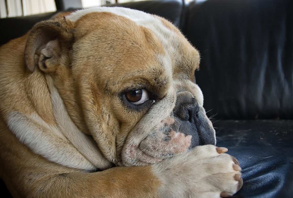 7 Reasons For Dog Side Eye And Dogs That Have Perfected It 7 Reasons For Dog Side Eye And Dogs That Have Perfected It