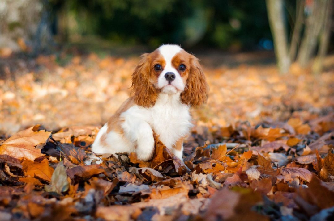 Cavalier King Charles Spaniel Growth Chart: Growing Up Royal