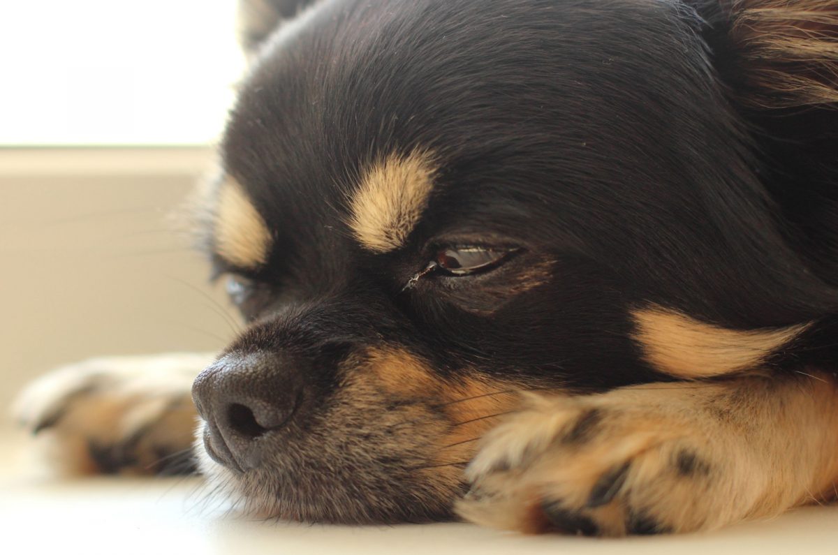 What Causes Crying Chihuahua & How You Can Help Your Dog