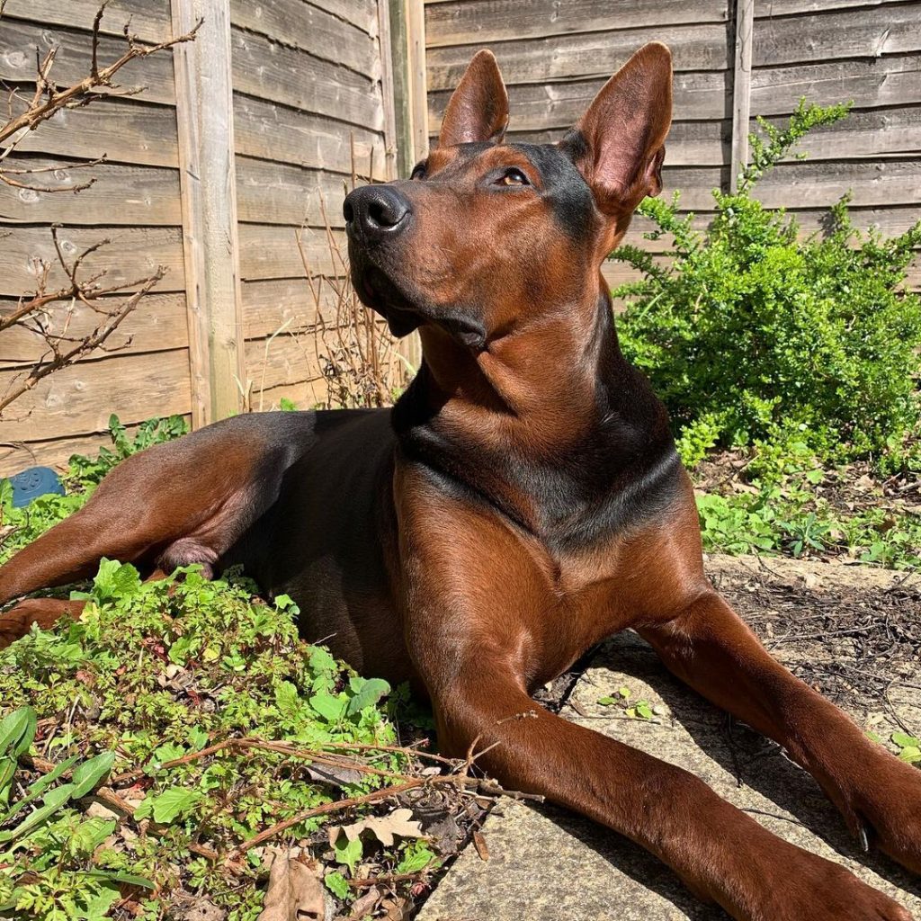 19 Dogs That Look Like Dobermans – Power And Beauty In One