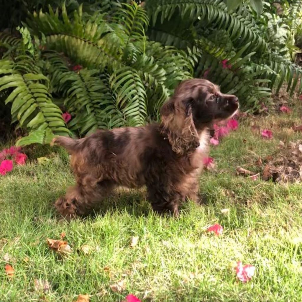 Merlin The Merle Cocker Spaniel