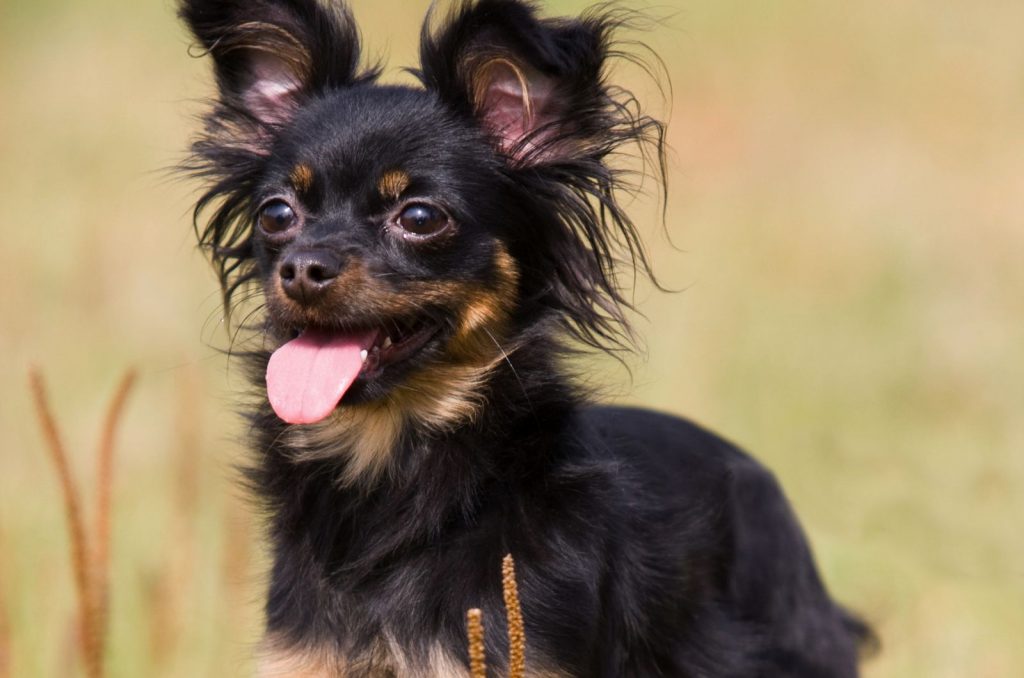 Meet Chilier Dog: The Art Of Crossbreeding