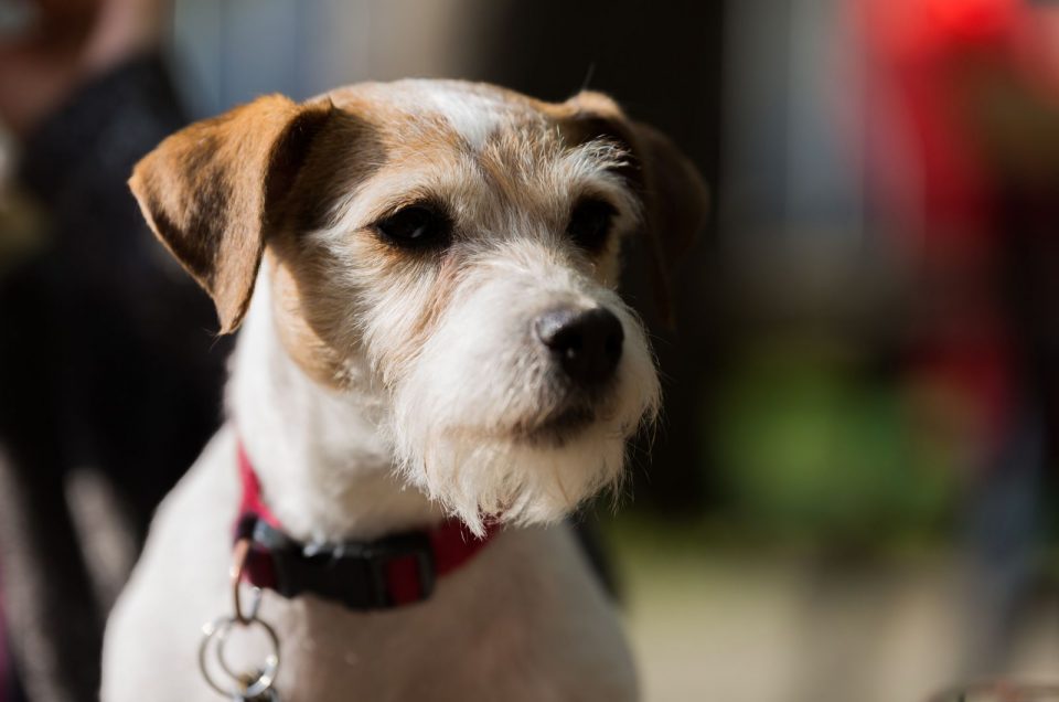 10 Most Reputable Parson Russell Terrier Breeders In The USA
