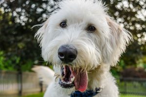 The Ultimate Guide To Straight Hair Labradoodles