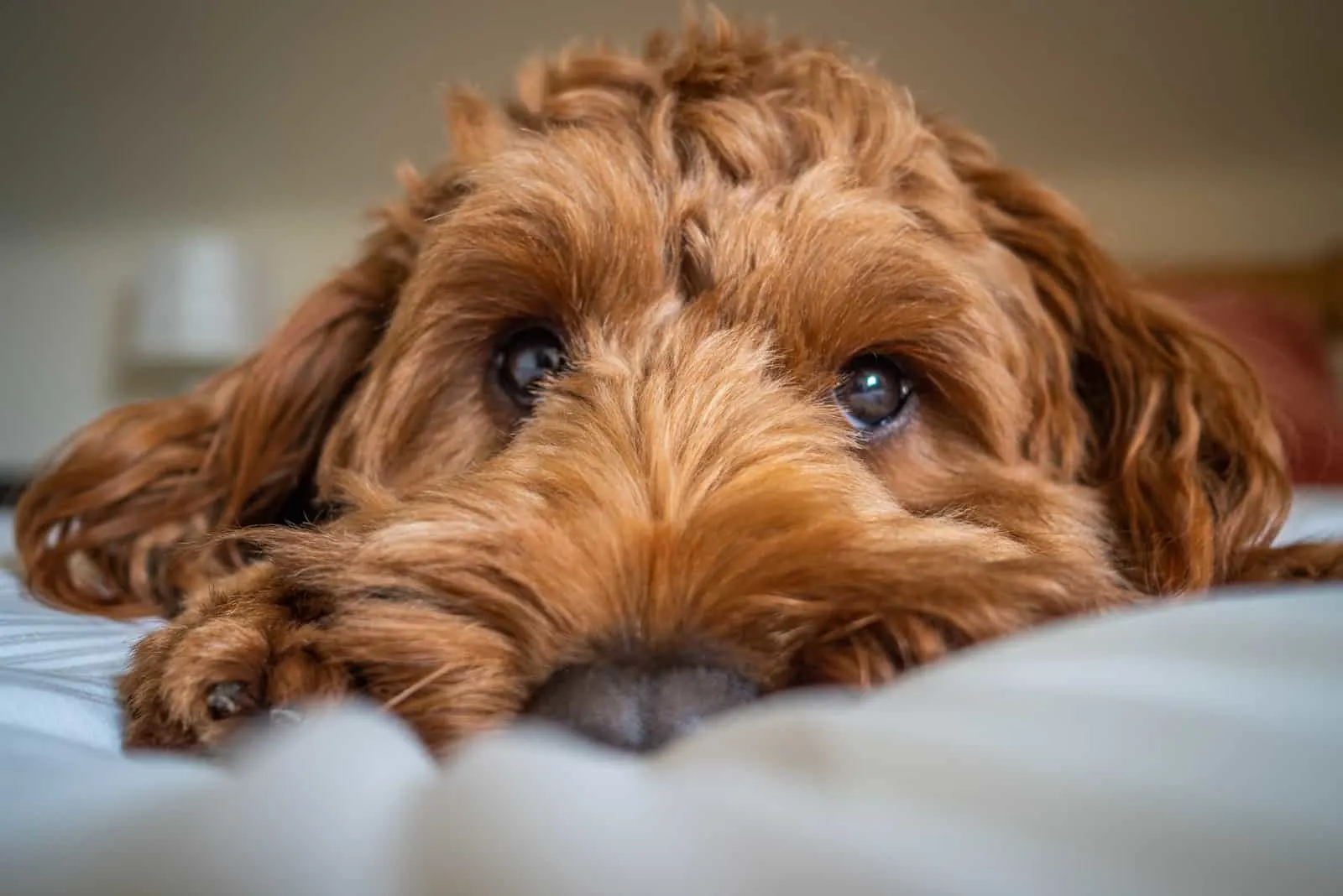 15 Best Cockapoo Breeders In Wisconsin — Hello Wisconsin