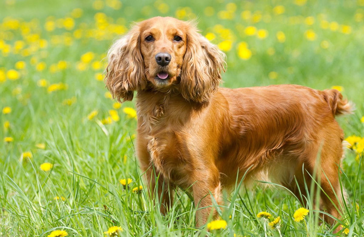 16 Best Examples Of Dogs That Look Like A Golden Retriever