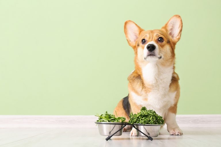 Fat Corgi Is a Problem — What To Do?