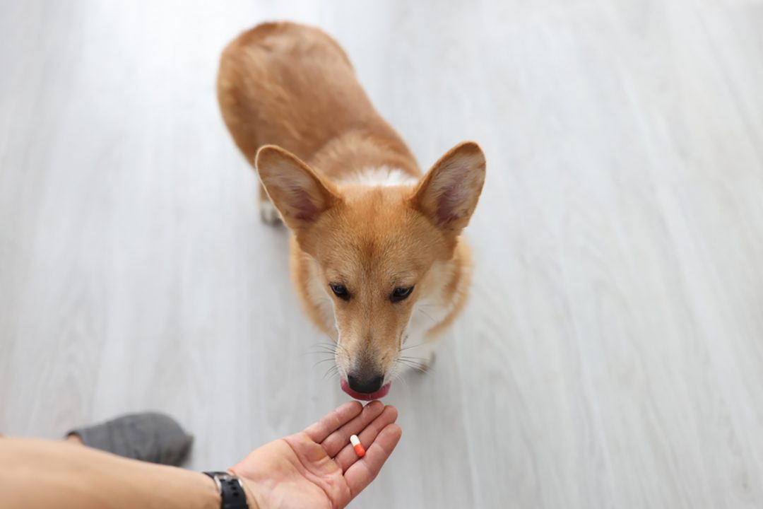 Fat Corgi Is a Problem — What To Do?