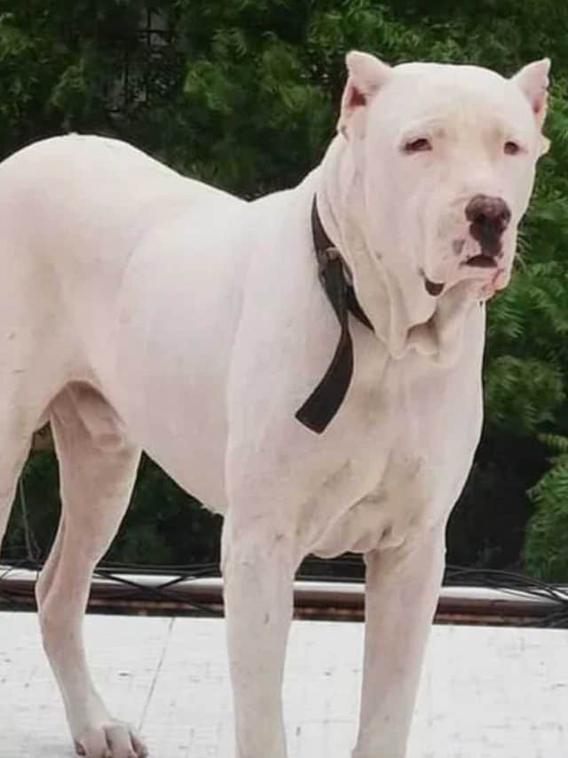 5 Factors That Affect The Pakistani Bully Dog Price - PupVine 5 Factors That Affect The Pakistani Bully Dog Price - PupVine