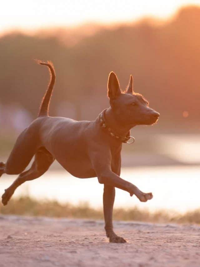5 Factors That Determine The Xoloitzcuintli Cost Pupvine